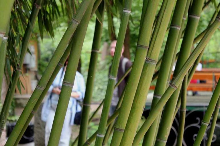 13 Jenis Bambu di Dunia Lengkap dengan Gambarnya