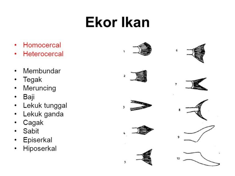 Morfologi Ikan dan Bagian-bagiannya, Lengkap dengan Gambar