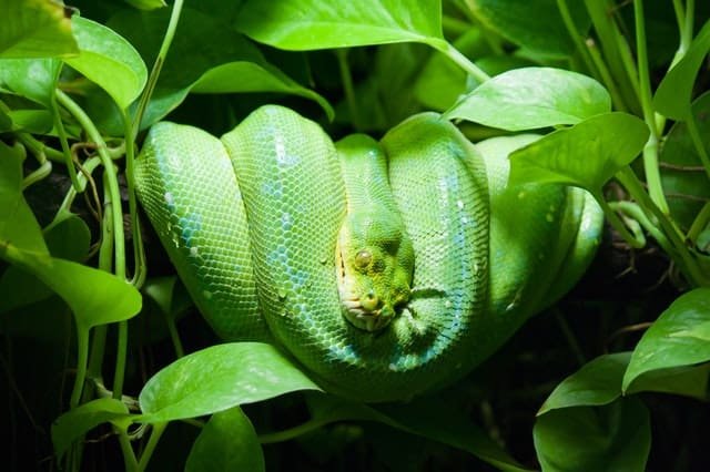 Ular Sawah: Makanan, Jenis dan Cara Berkembangbiaknya