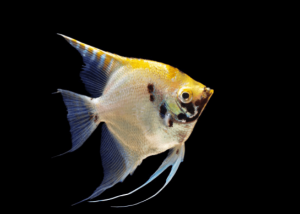 Ikan Manfish: Jenis, Karakteristik dan Habitatnya