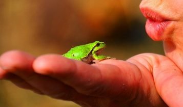 Bagaimana Proses Metamorfosis Katak? Ini 4 Urutan lengkapnya